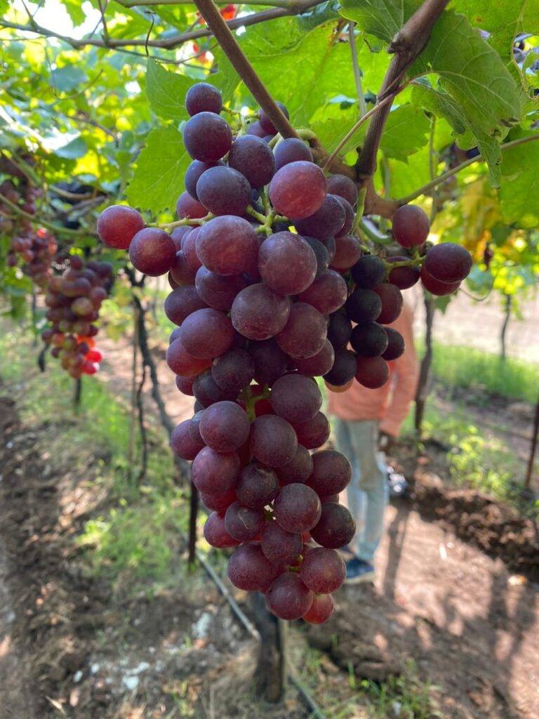 Red Flame Grape (Seedless) – 500gms - Tillage